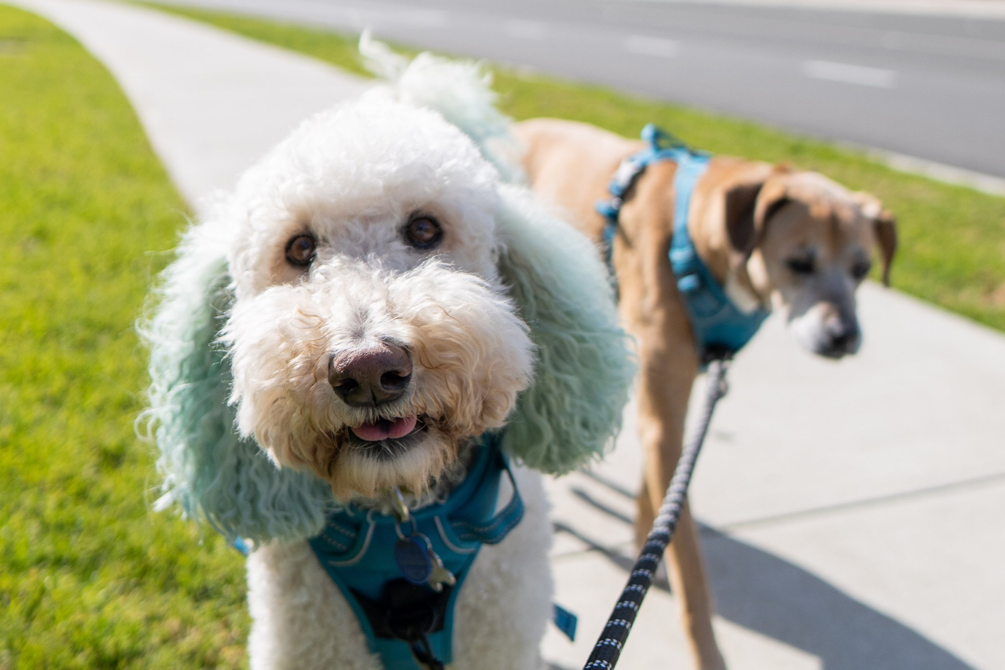 Doodle Fur: 7 Life-Changing Facts You Need To Know About Your Dog ...